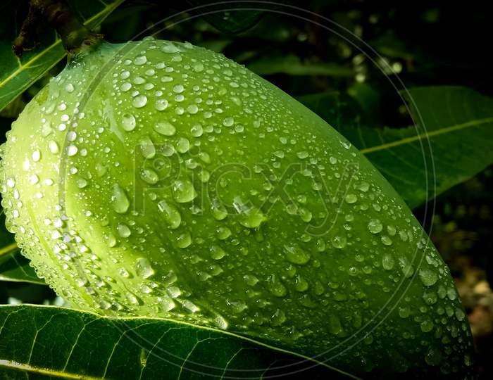 Image of Green Unripe Mango With Water Drops .-KU775177-Picxy