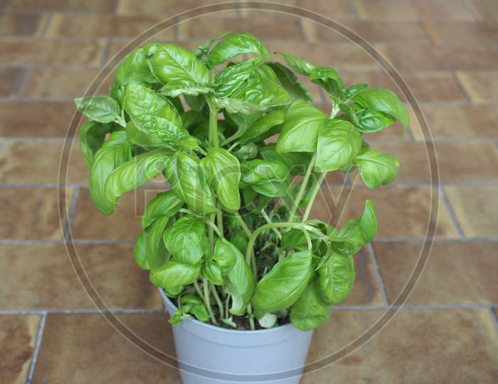 Image of Basil (Basilicum) Potted Plant-GJ571709-Picxy