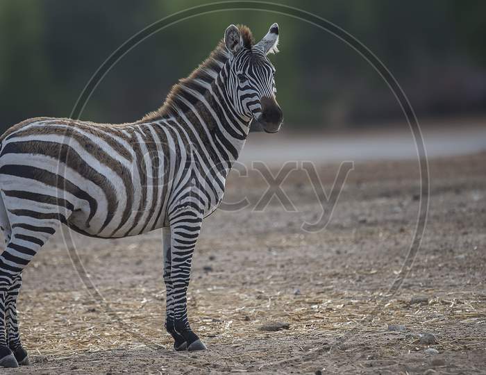 Image of Zebra-NK615956-Picxy