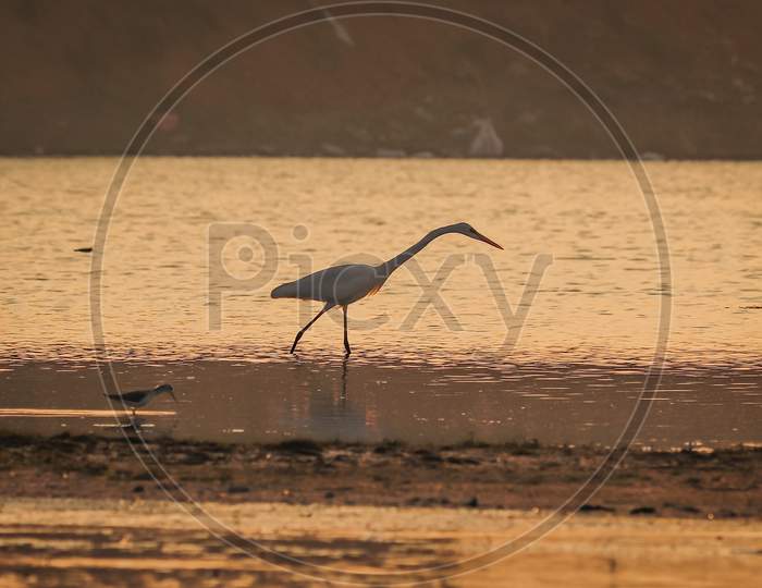 Image of Bird at the lake-RB383555-Picxy