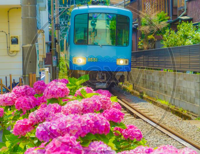 Image of Hydrangea And Enoshima Electric Railway-ZN573441-Picxy