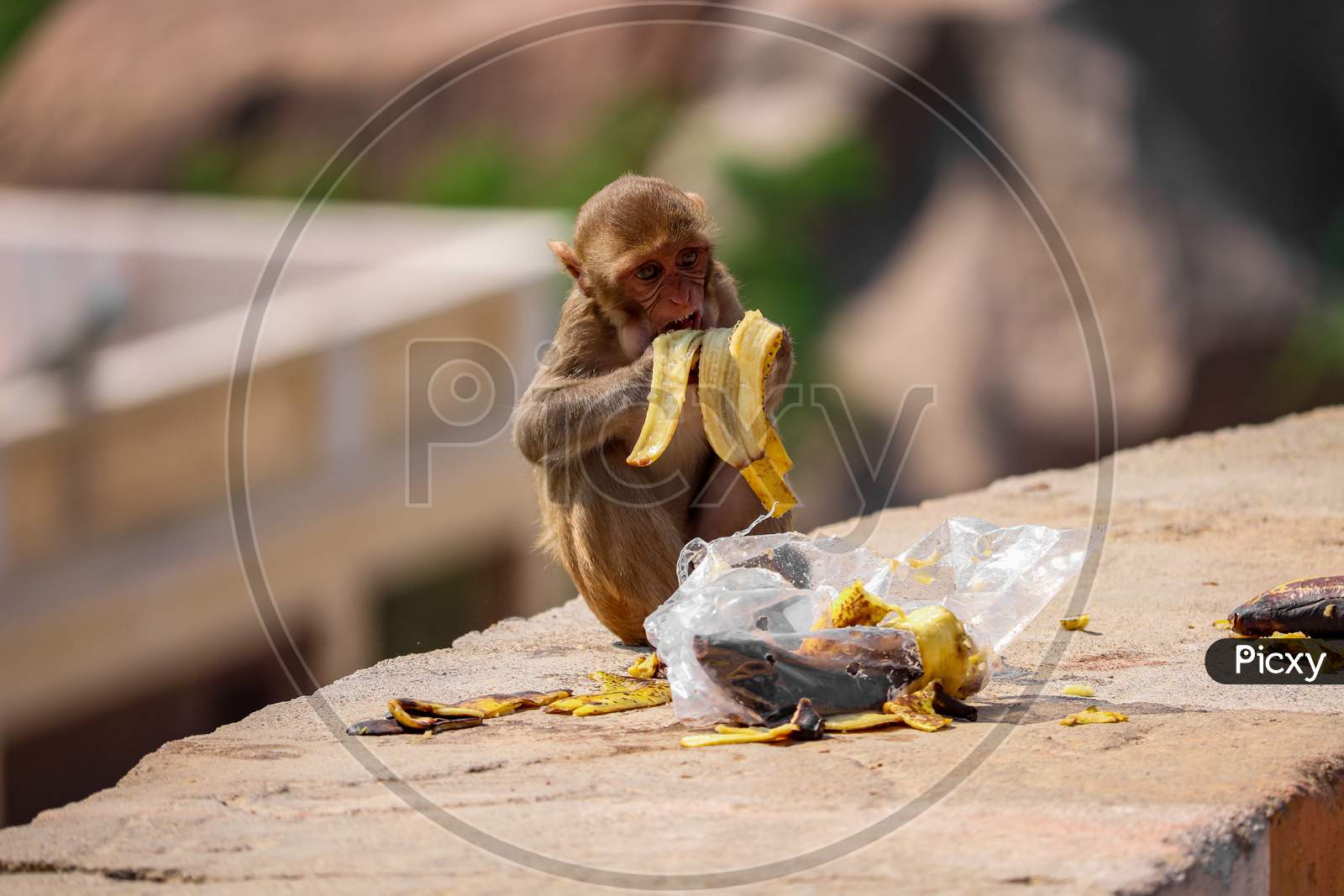 Image of Baby Monkey sitting on wall , eating food-IW788611-Picxy