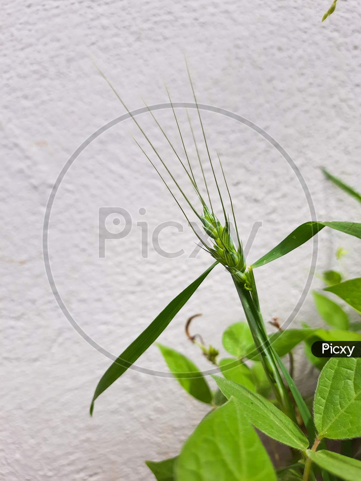 Image of Young Paddy Seeds Or Rice Growing In A Home Garden In The Pot ...