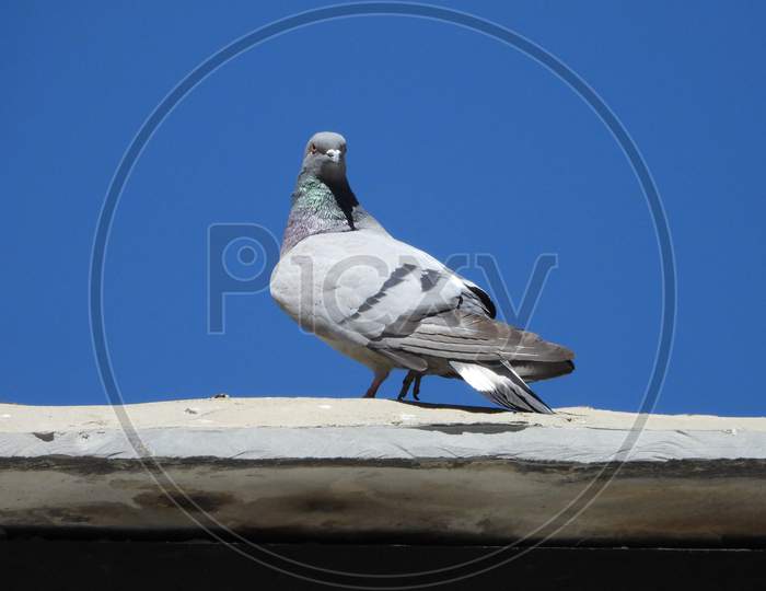 Image of Piegon-XN332410-Picxy