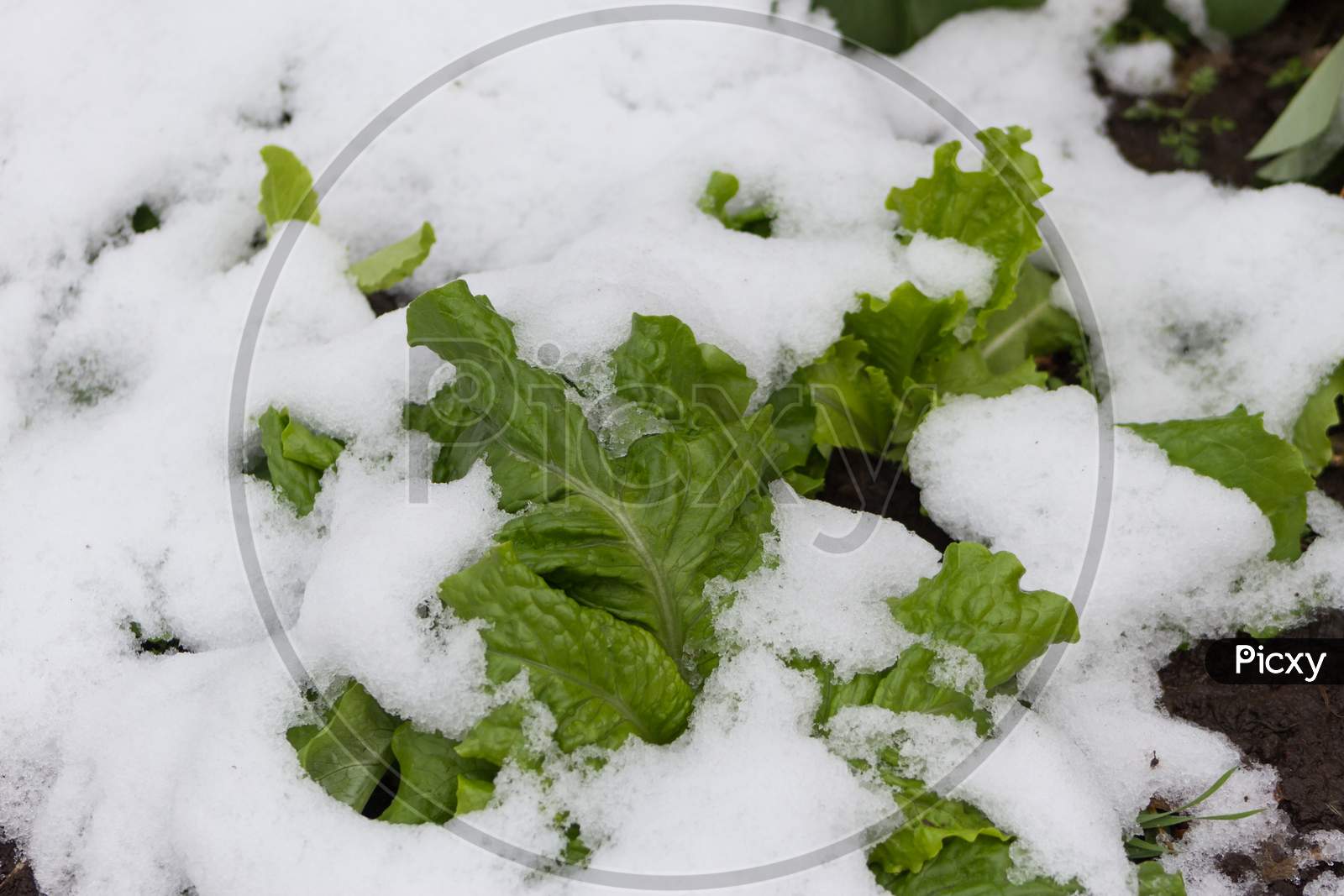 Image of Lettuce In The Snow Covered Garden-US066117-Picxy