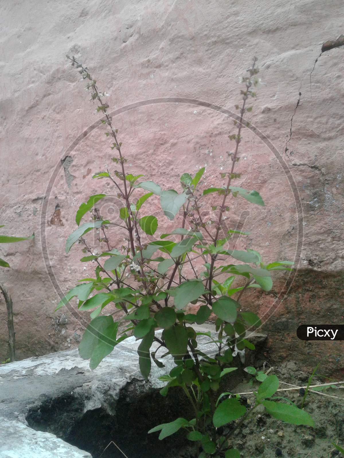 Image of tulsi ka paudha-CH574789-Picxy
