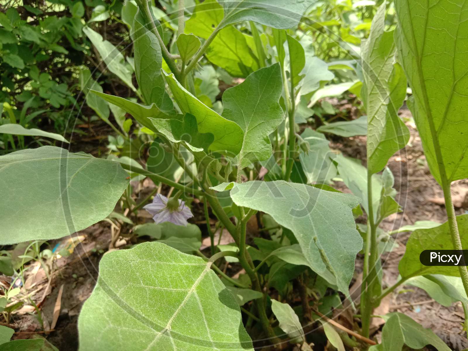 Image of Bengan-ZJ867275-Picxy