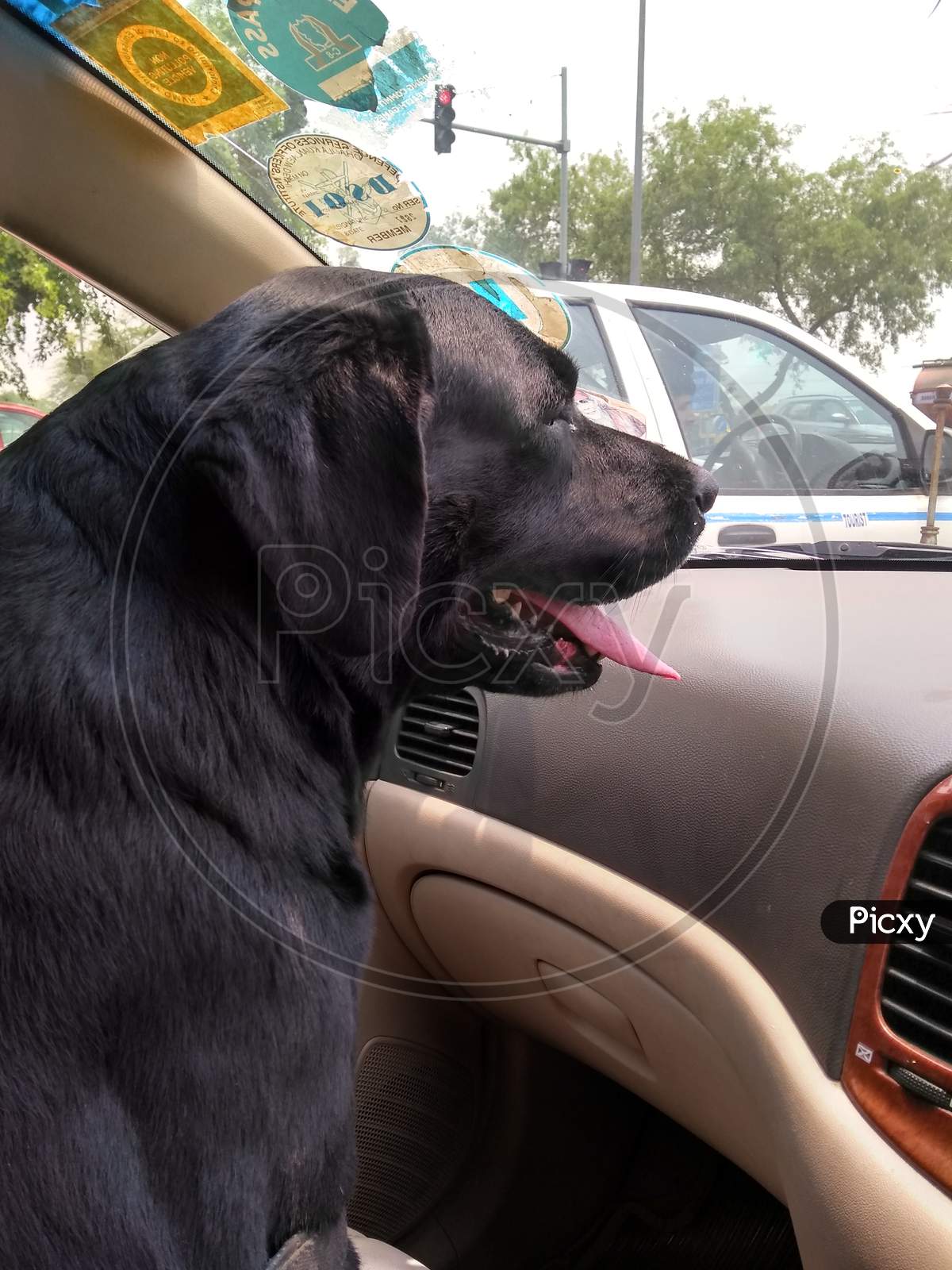 Image of Leo On Ride-PI330550-Picxy