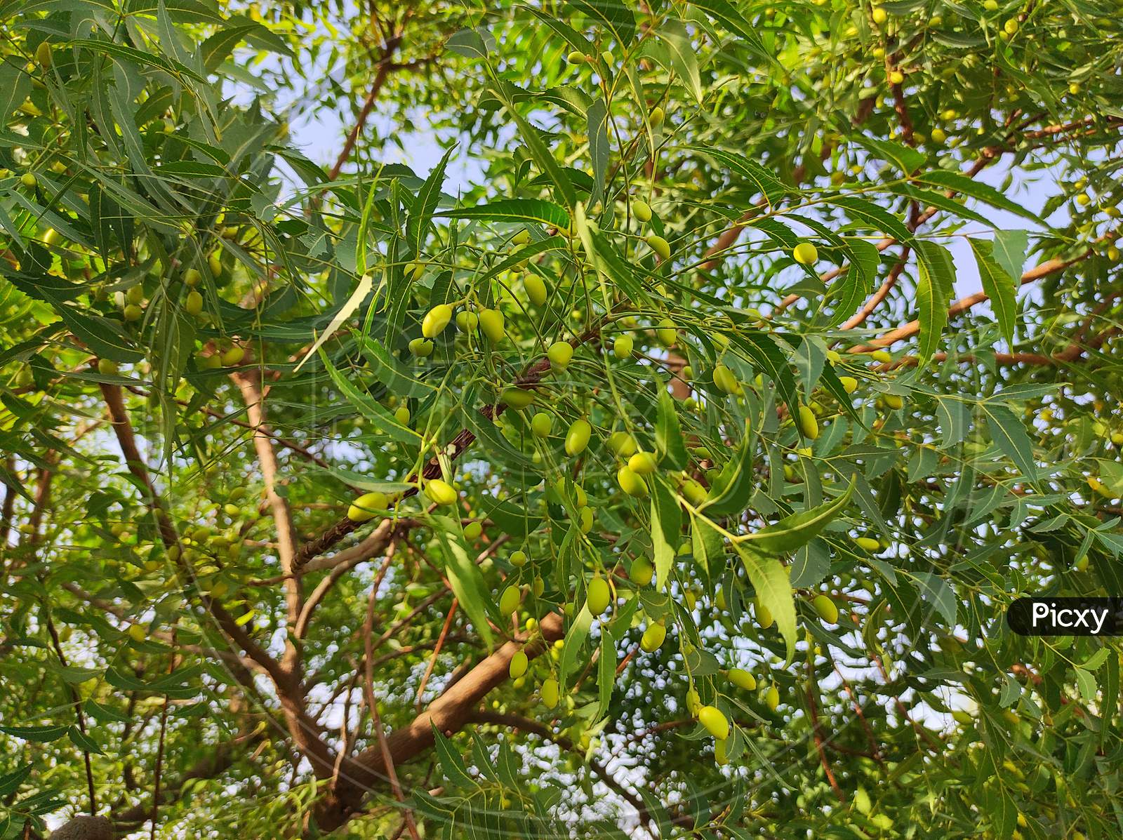 Image of Nimboli, neem-EN585166-Picxy