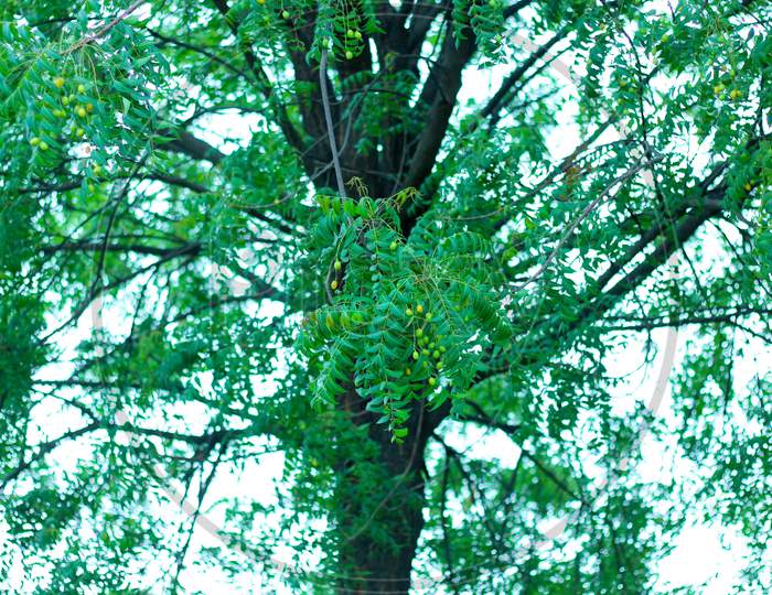Image of Fresh Neem Fruit On Tree With Leaf On Nature Background. A ...
