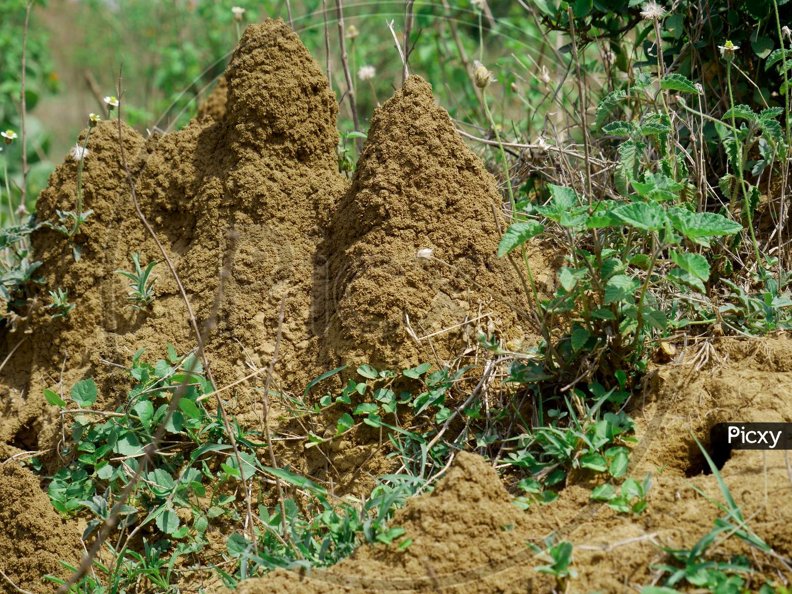 Image of Closeup Look Of Termite Mound Nest Around Forest Area-JQ590628 ...