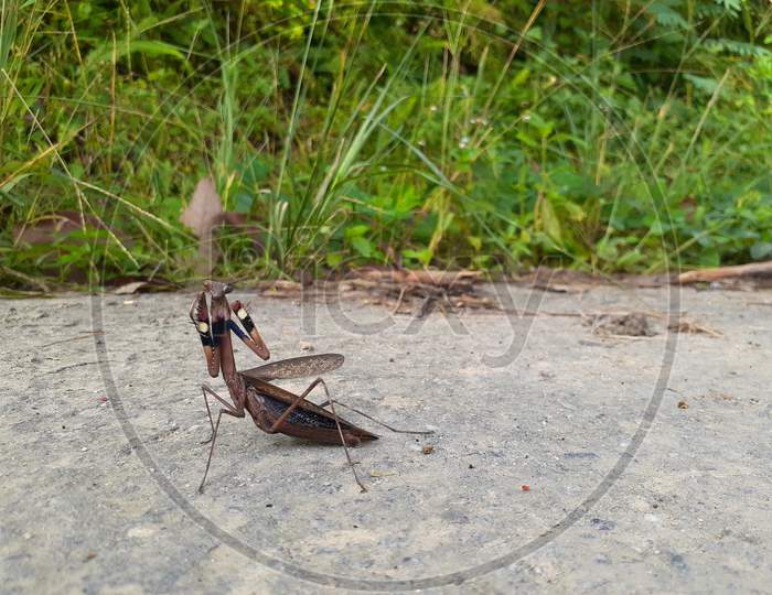 Image of Mantis on guard-MC298791-Picxy