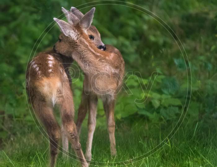 Image of Best couple animal-BP496556-Picxy