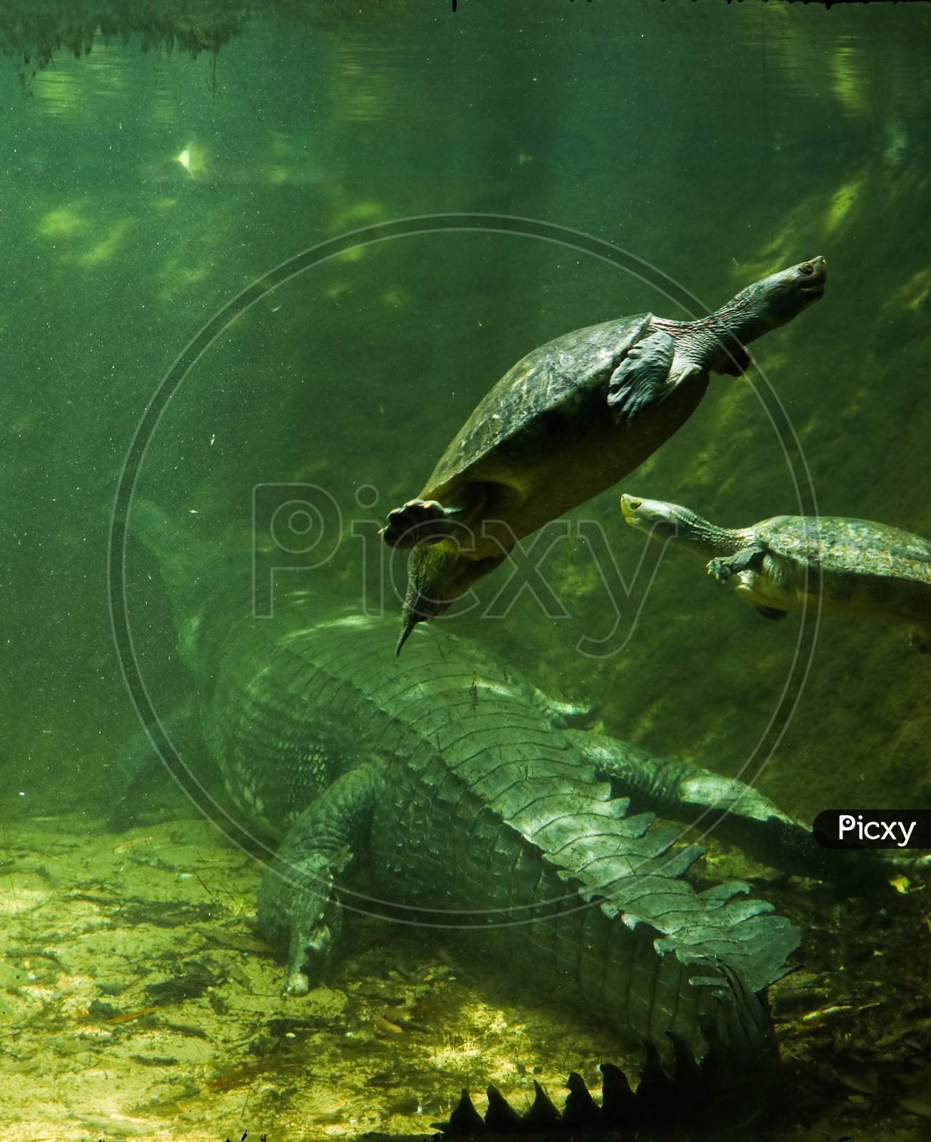 Image of crocodile and turtles-RF450036-Picxy