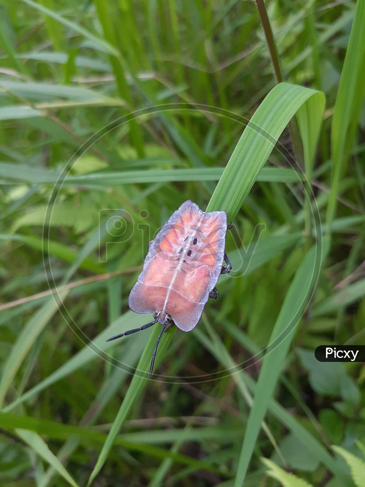 Image of Beautiful Stink bug-LX883965-Picxy
