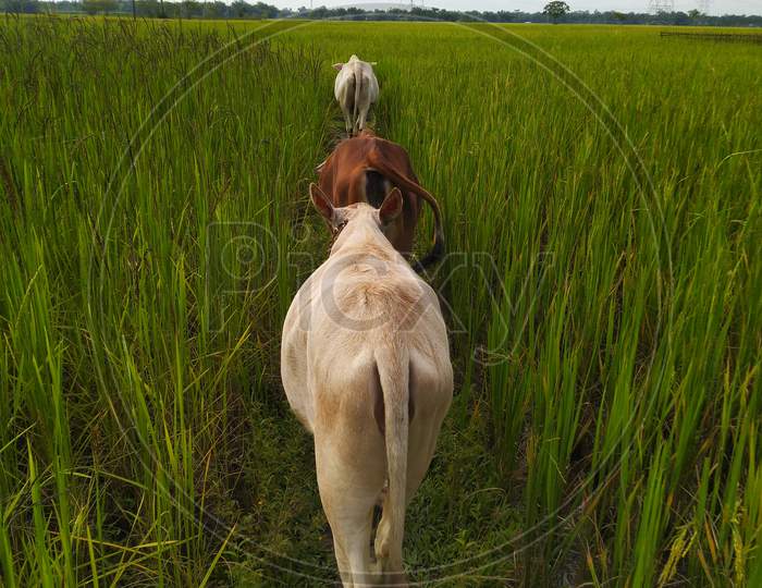 Image of Neutral rice and cow-FK884857-Picxy