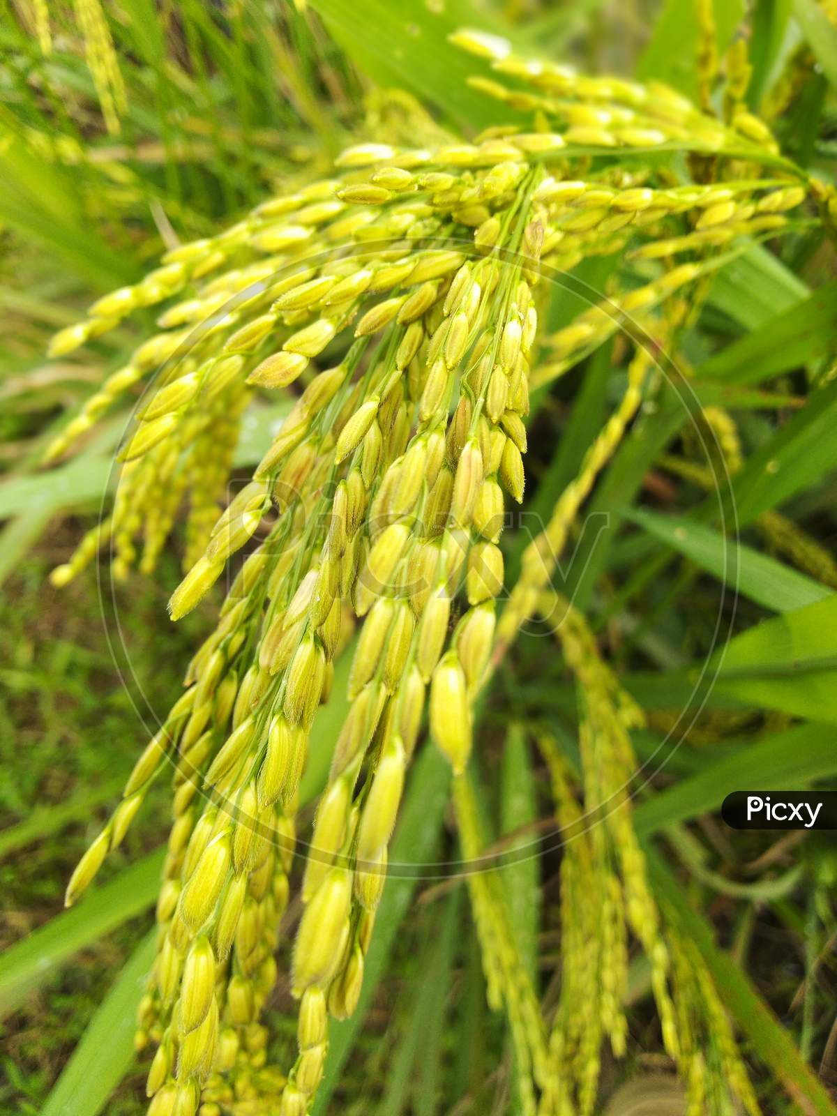 Image of Ranjit dhan rice-XM582035-Picxy