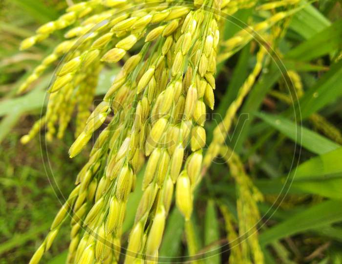 Image of Ranjit dhan rice-XM582035-Picxy