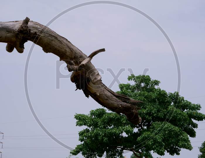 Image of Dry Wood Tree Structure Picture Aligned With Other Leaves On ...