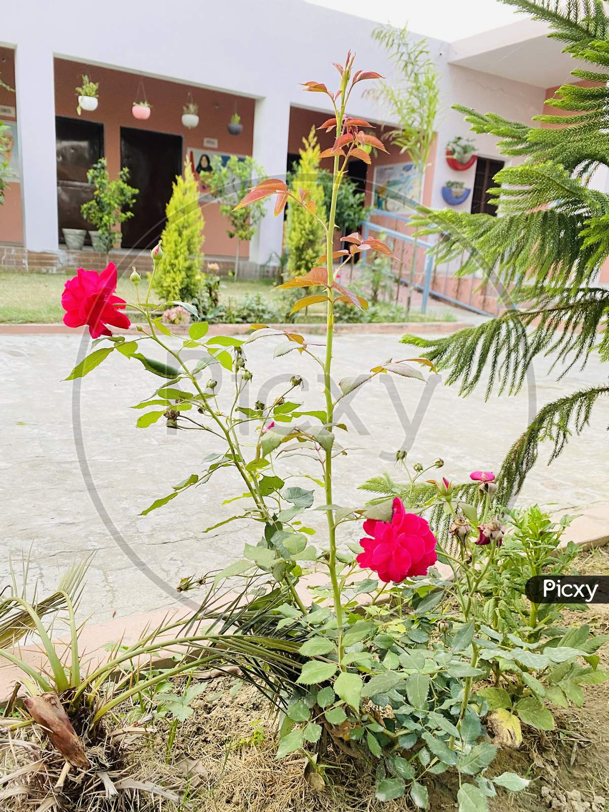 Image of flowers and flower poats-IP337826-Picxy