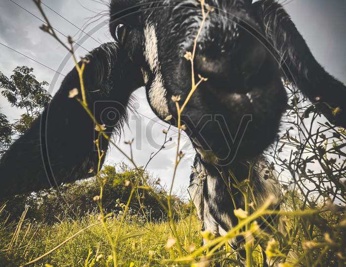 Image of Nh6-RO781302-Picxy