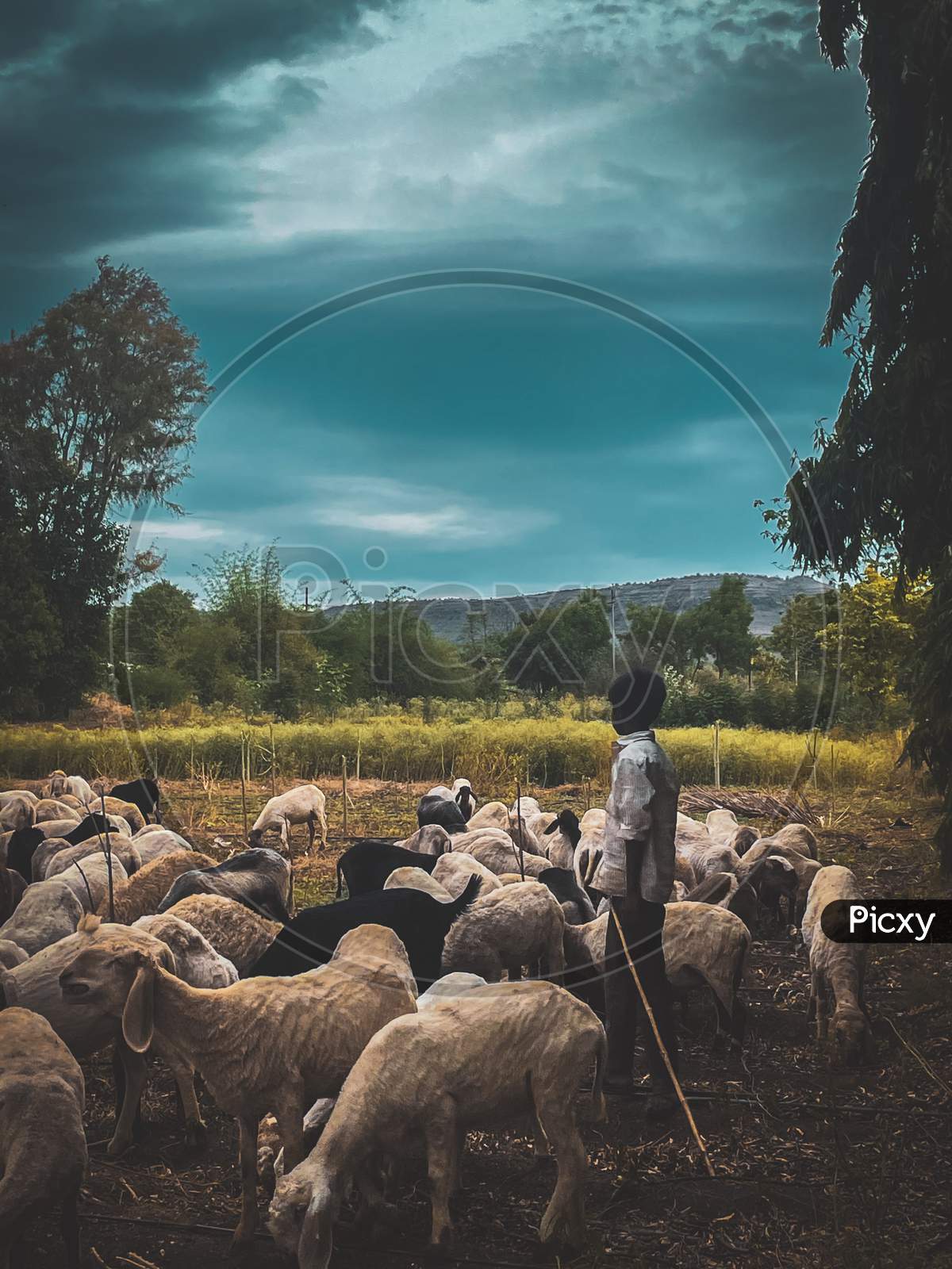 Image of Nh6-EV909264-Picxy