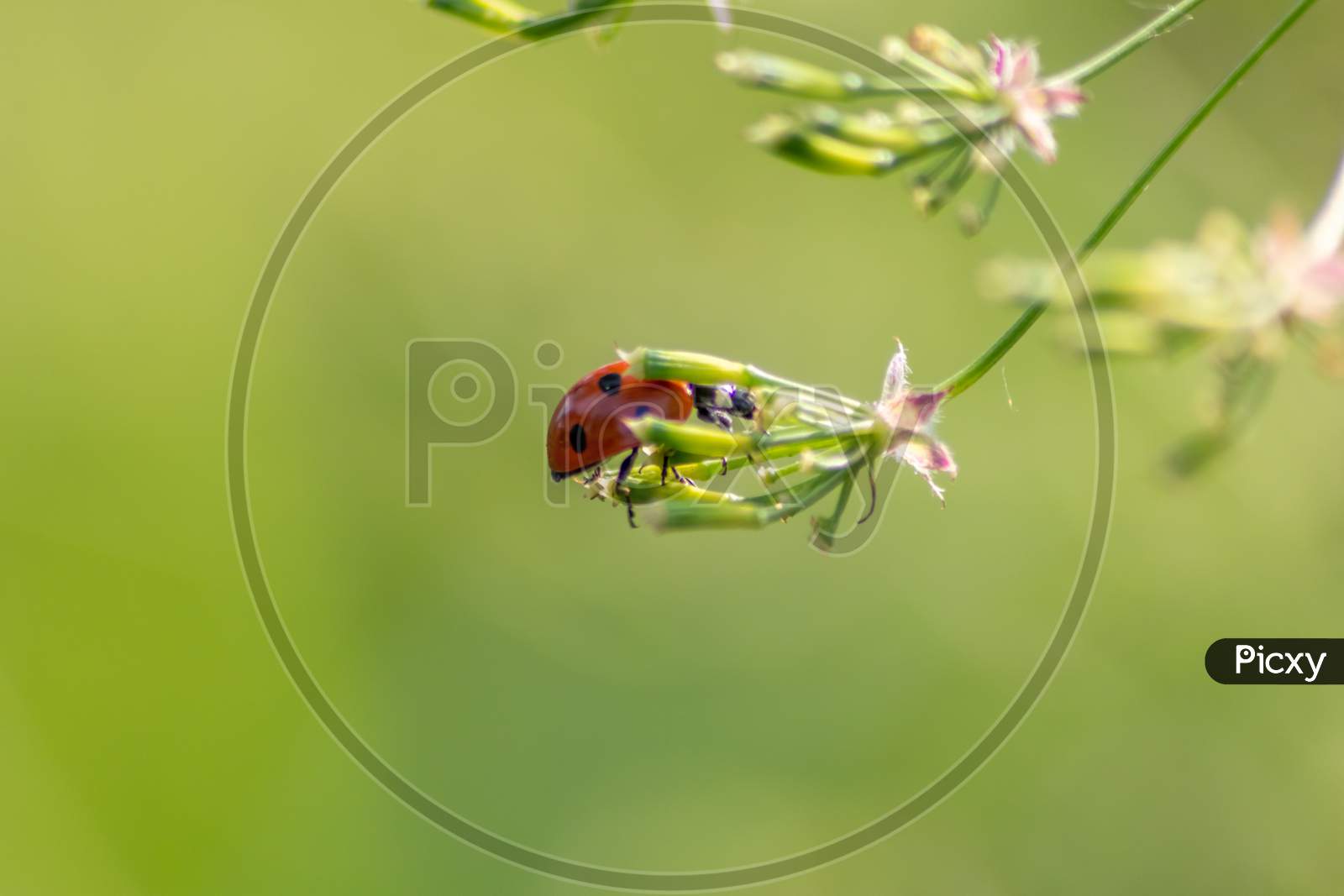 Image of Beautiful black dotted red ladybug beetle climbing in a plant ...