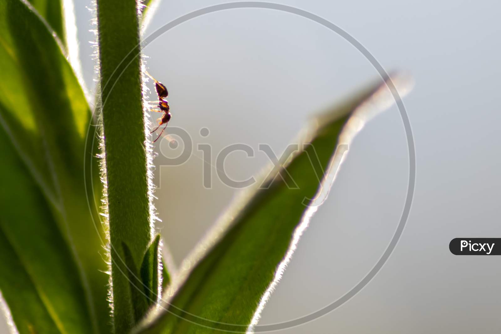 Image of Many garden ants herding plant louses for honeydew production ...