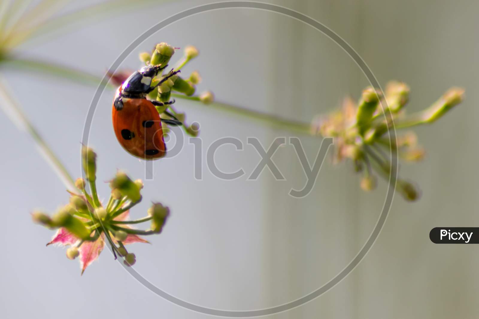 Image of Beautiful black dotted red ladybug beetle climbing in a plant ...