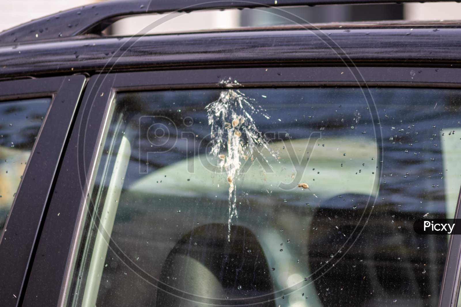 Image of Dirty car with bird droppings on car and window show bird shit ...