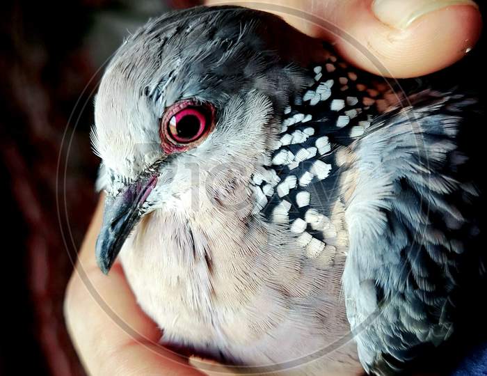 Image of Parewa(bird)-JH780598-Picxy