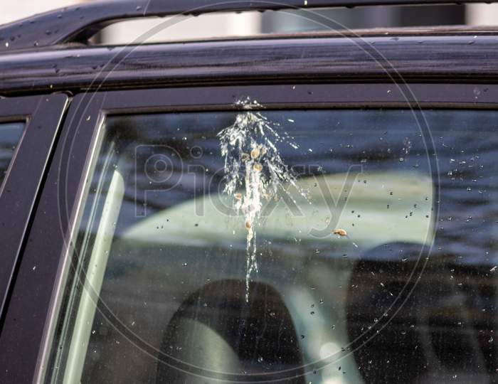 Image of Dirty car with bird droppings on car and window show bird shit ...