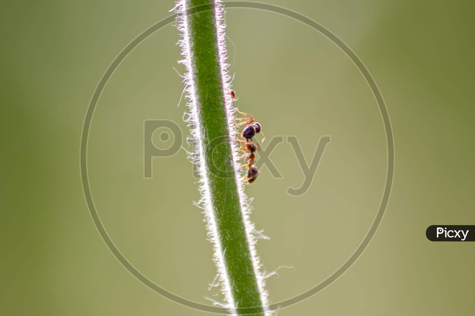 Image of Many garden ants herding plant louses for honeydew production ...