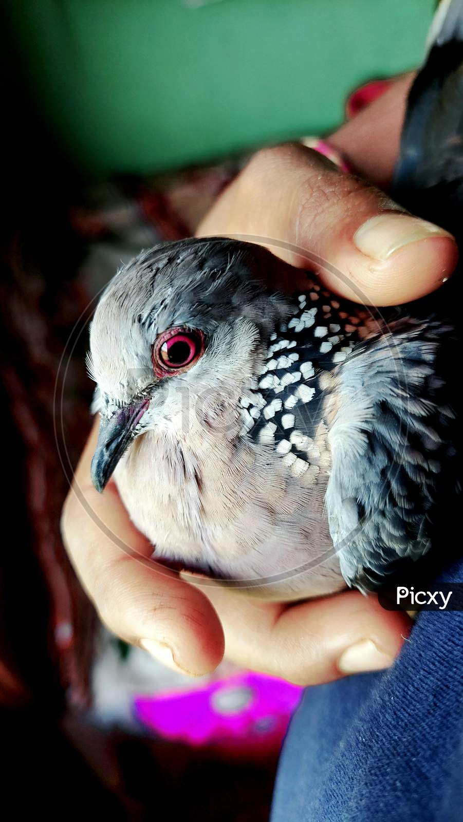 Image of Parewa(bird)-JH780598-Picxy