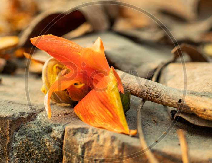 Image of Bengal Kino Flowers Between Dry Grass And Green Leaves Parasa ...