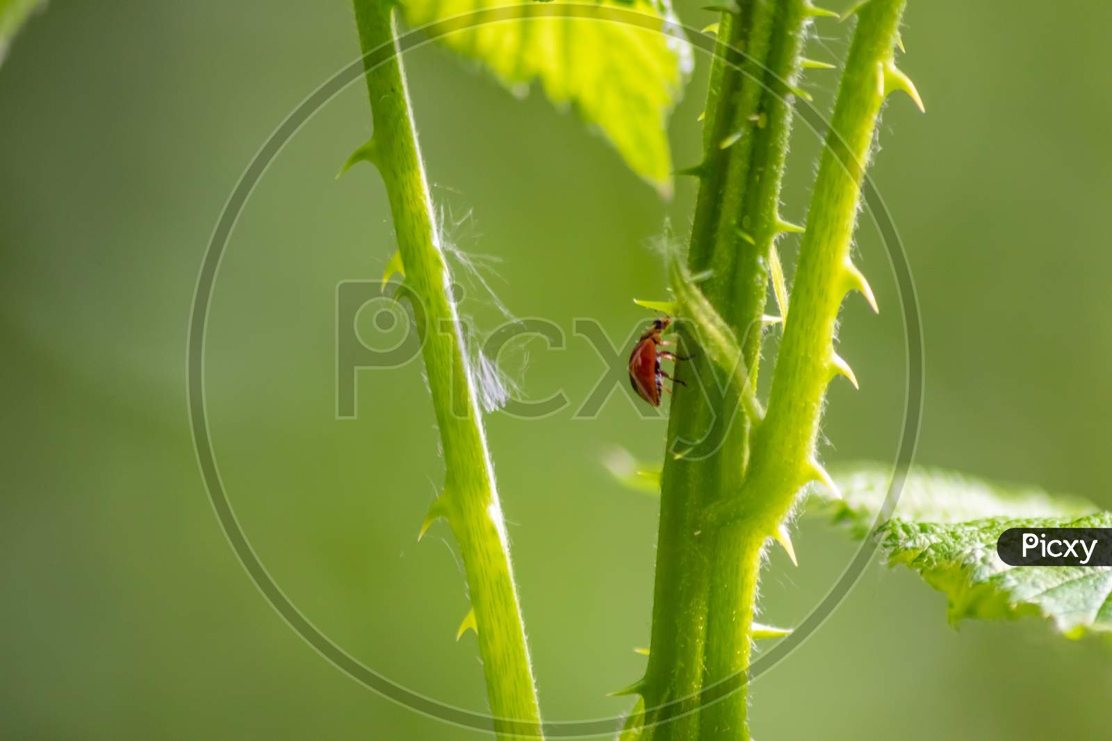 Image of Beautiful black dotted red ladybug beetle climbing in a plant ...