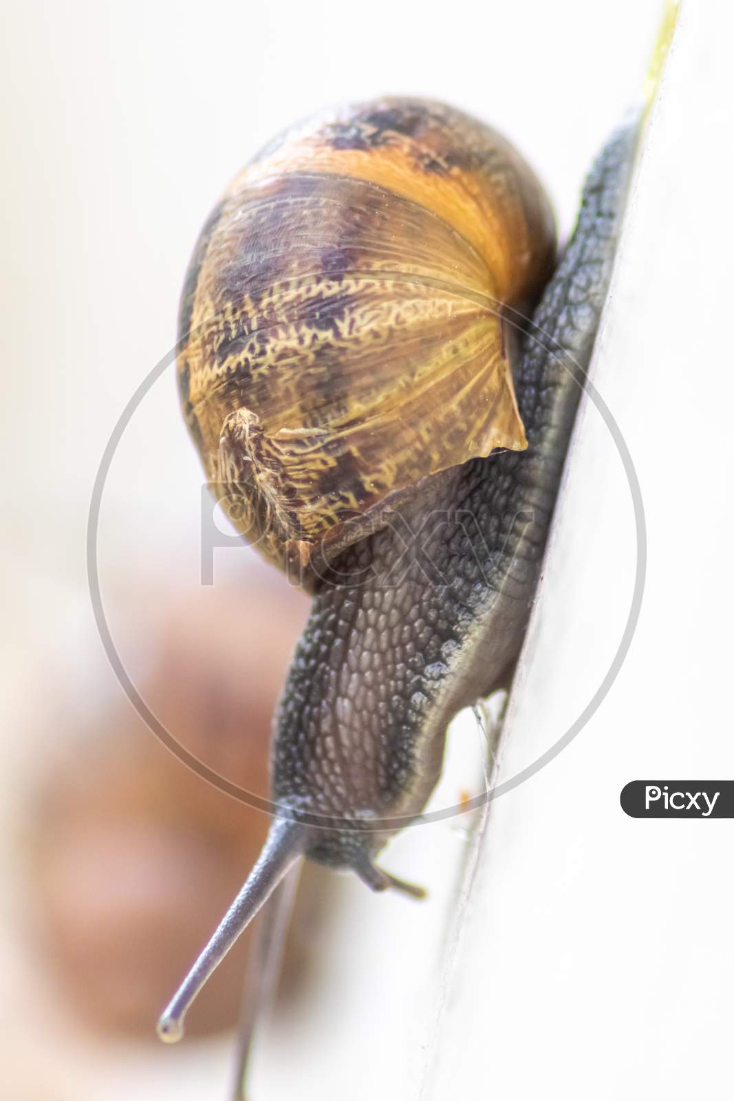 Image of Encapsulated large garden snail, escargot or grapevine snail ...