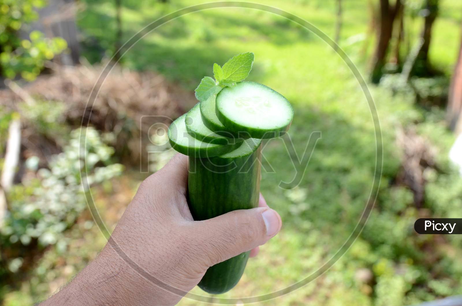 Image of Closeup Sliced Ripe Green Cucumber Hold Hand Over Out Of Focus Green Brown Background ...