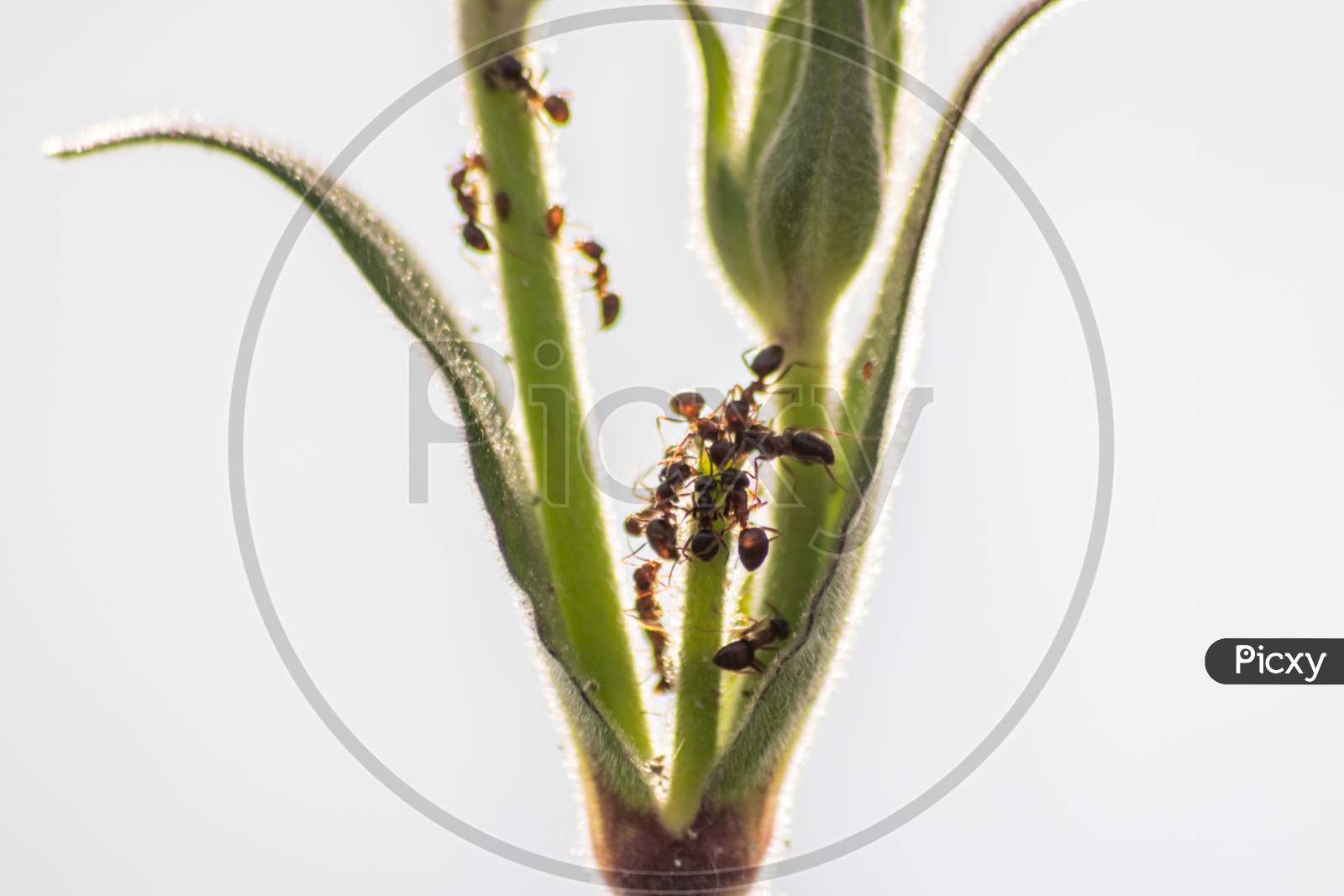 Image of Many garden ants herding plant louses for honeydew production ...