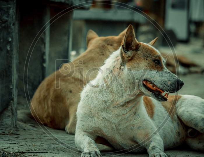 Image of Brown Bangladeshi Dogs Are Lying.-MI430060-Picxy