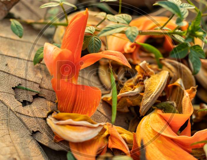 Image of Bengal Kino Flowers Between Dry Grass And Green Leaves Parasa ...