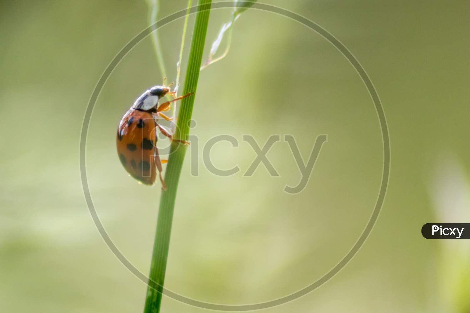 Image of Beautiful black dotted red ladybug beetle climbing in a plant ...