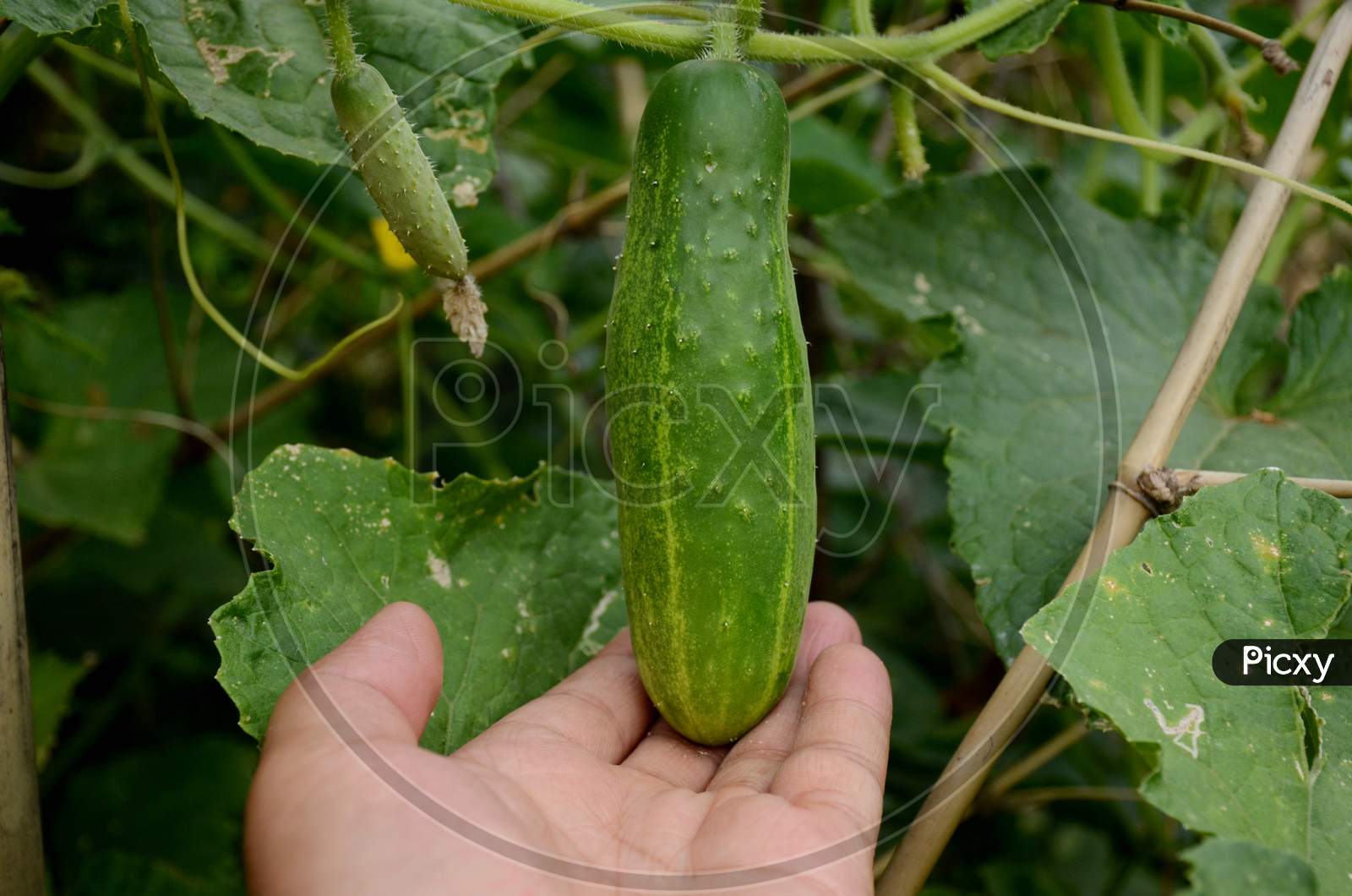 Image of Closeup Green Ripe Cucumber Hold Hand Growing With Leaves And ...