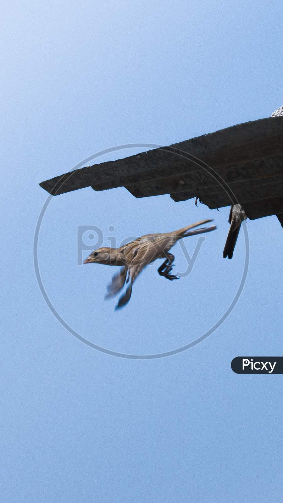 Image of Sparrow dive _the travelling sparrow-TL219039-Picxy