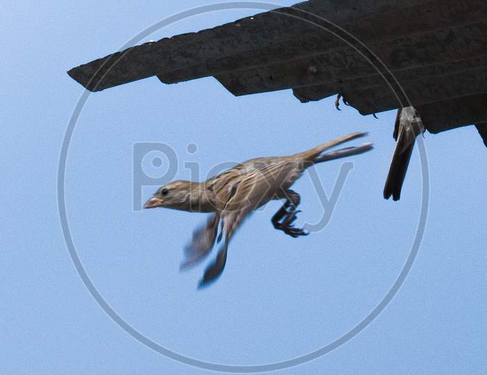 Image of Sparrow dive _the travelling sparrow-TL219039-Picxy