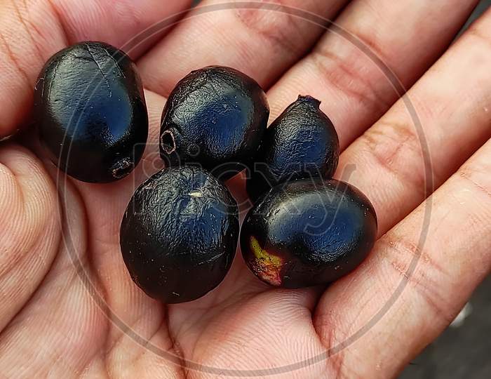 Image of Indian Jambolan Fruits (Jumun Of Jabun Fruits)-GG382461-Picxy