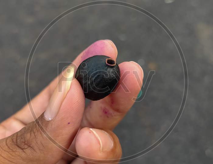 Image of Indian Jambolan Fruits (Jumun Of Jabun Fruits)-GG382461-Picxy