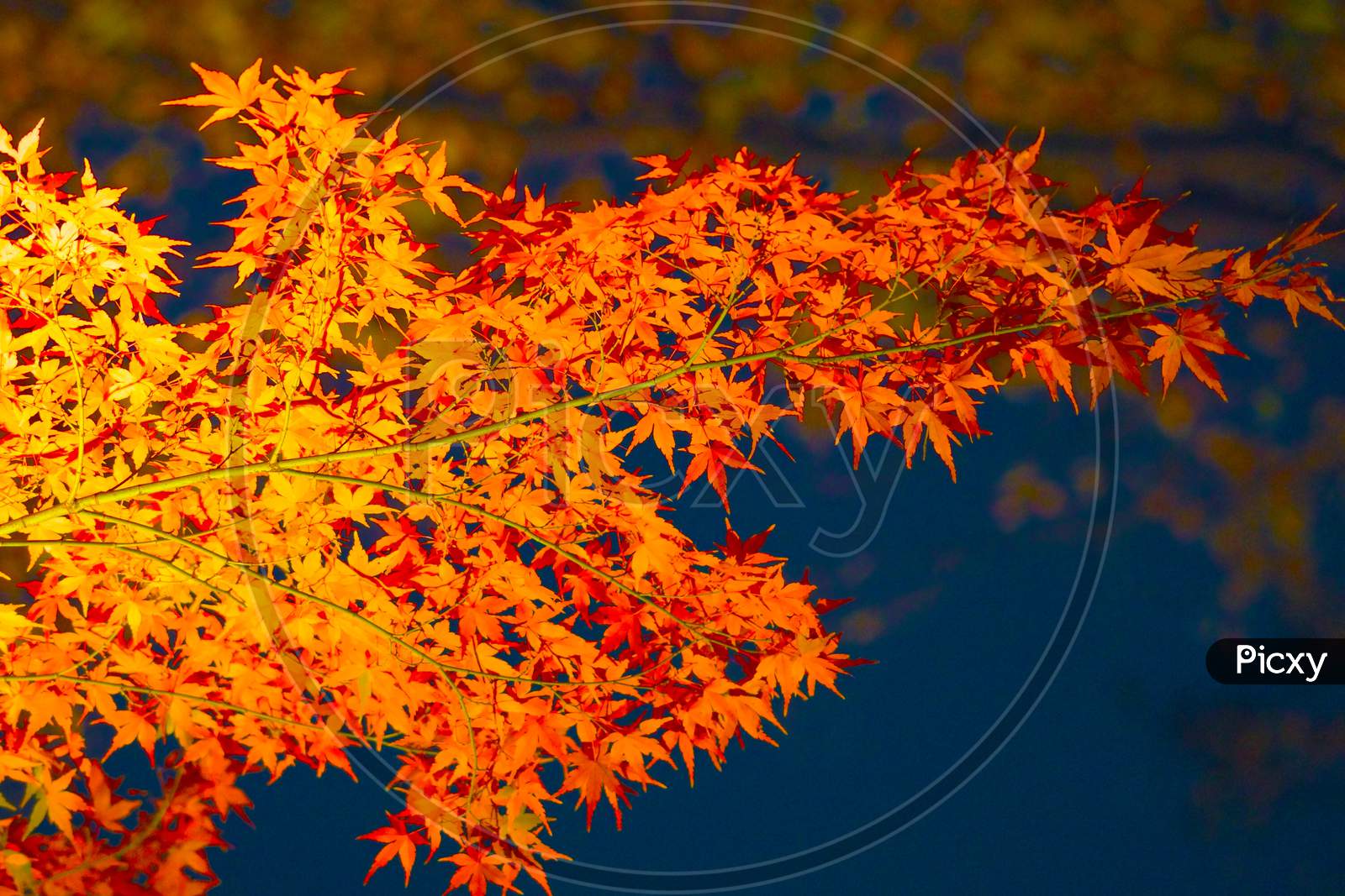 Image of Autumn Leaves That Are Illuminated By The Light-XO825770-Picxy