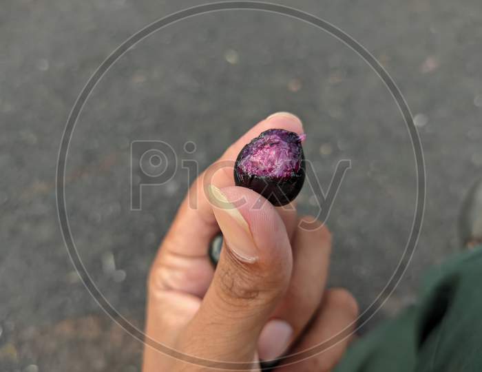 Image of Indian Jambolan Fruits (Jumun Of Jabun Fruits)-GG382461-Picxy