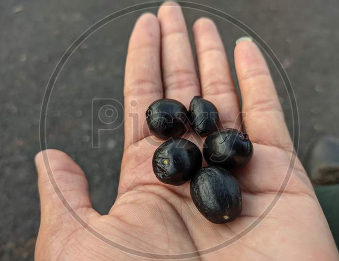 Image of Indian Jambolan Fruits (Jumun Of Jabun Fruits)-GG382461-Picxy